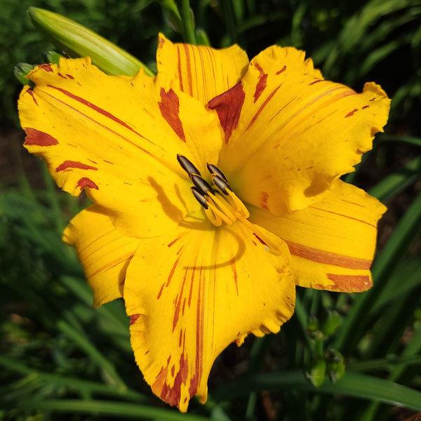 Daylily (Hemerocallis 'Striped Action') in the Daylilies Database - Garden.org