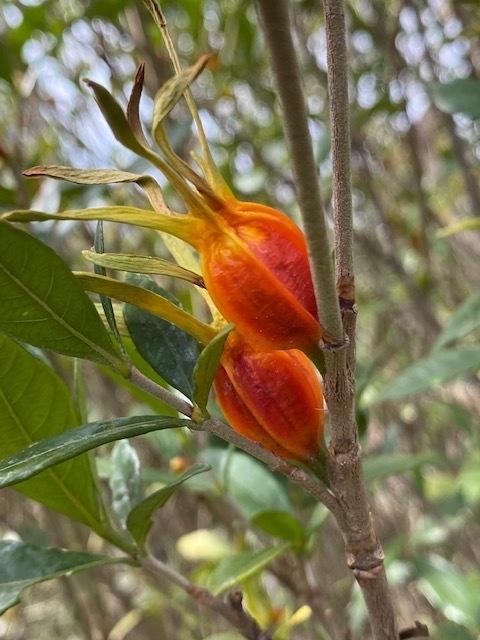 Photo of the seed pods or heads of Gardenia (Gardenia jasminoides ...