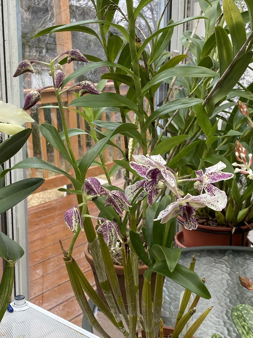 Orchid (Dendrobium Roy Tokunaga) - Garden.org