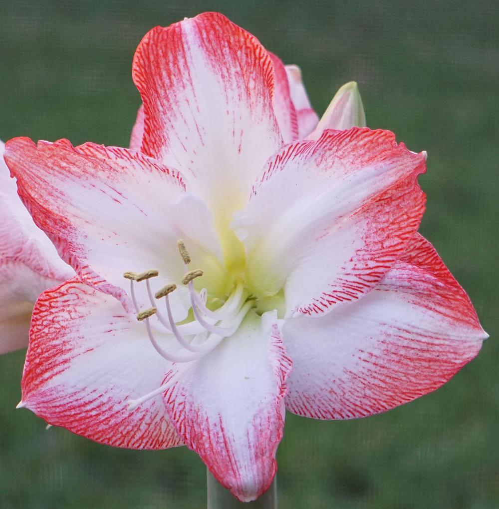 Photo of the bloom of Amaryllis (Hippeastrum 'Sofia') posted by bsharf ...