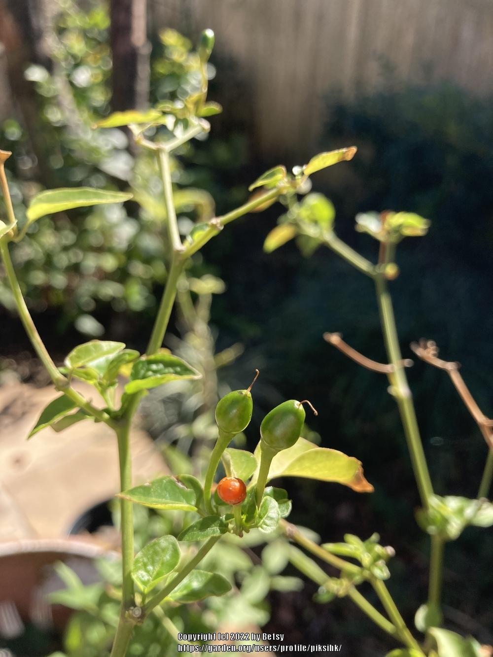 Photo of the fruit of Bird Pepper (Capsicum annuum var. glabriusculum ...