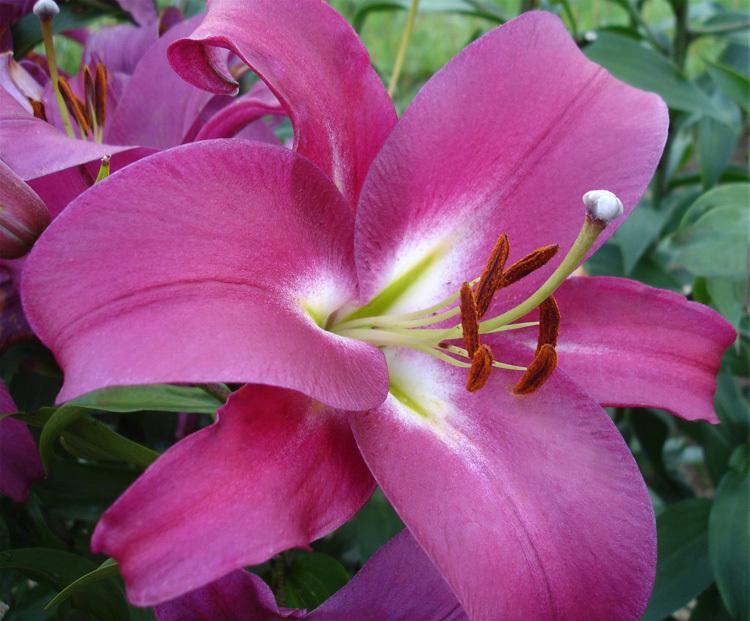 Photo of the bloom of Lily (Lilium 'Competition') posted by Joy ...