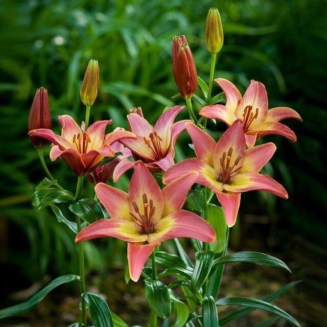 Photo of the entire plant of Lily (Lilium 'Forever Summer') posted by ...