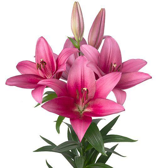 Lily (Lilium 'Lycos') in the Lilies Database - Garden.org