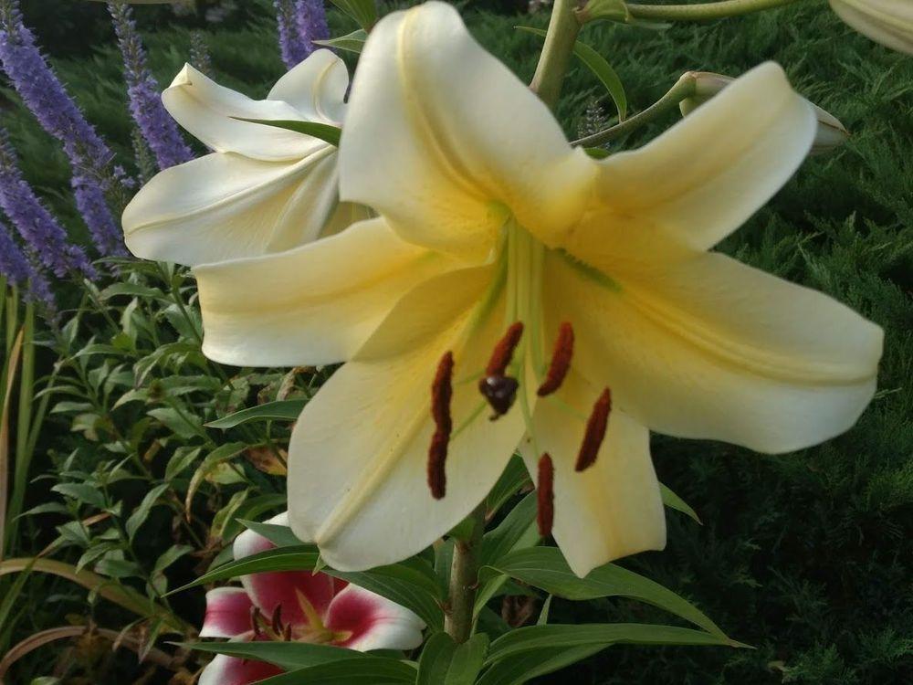 Photo of the bloom of Lily (Lilium 'Conca d'Or') posted by Joy - Garden.org