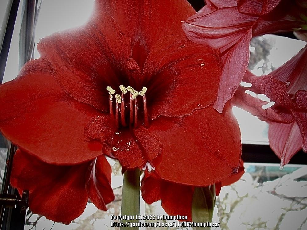 Photo of the bloom of Amaryllis (Hippeastrum 'Red Lion') posted by ...