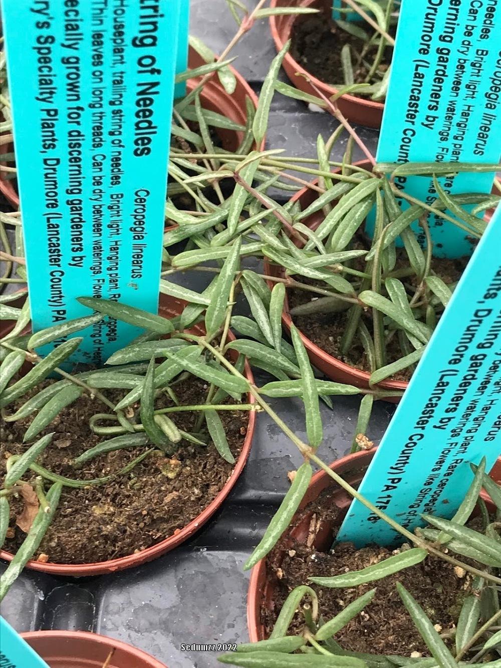 String Of Needles (Ceropegia linearis) - Garden.org