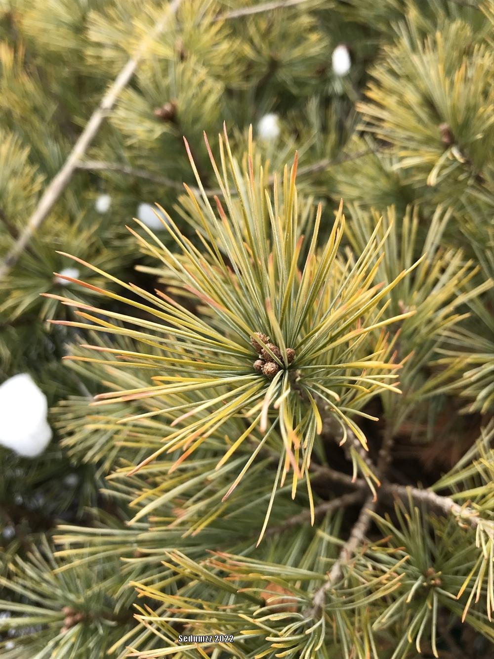 Photo of the leaves of Eastern White Pine (Pinus strobus 'Blue Shag ...