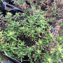Photo of the entire plant of Lithodora (Glandora prostrata 'Heavenly ...