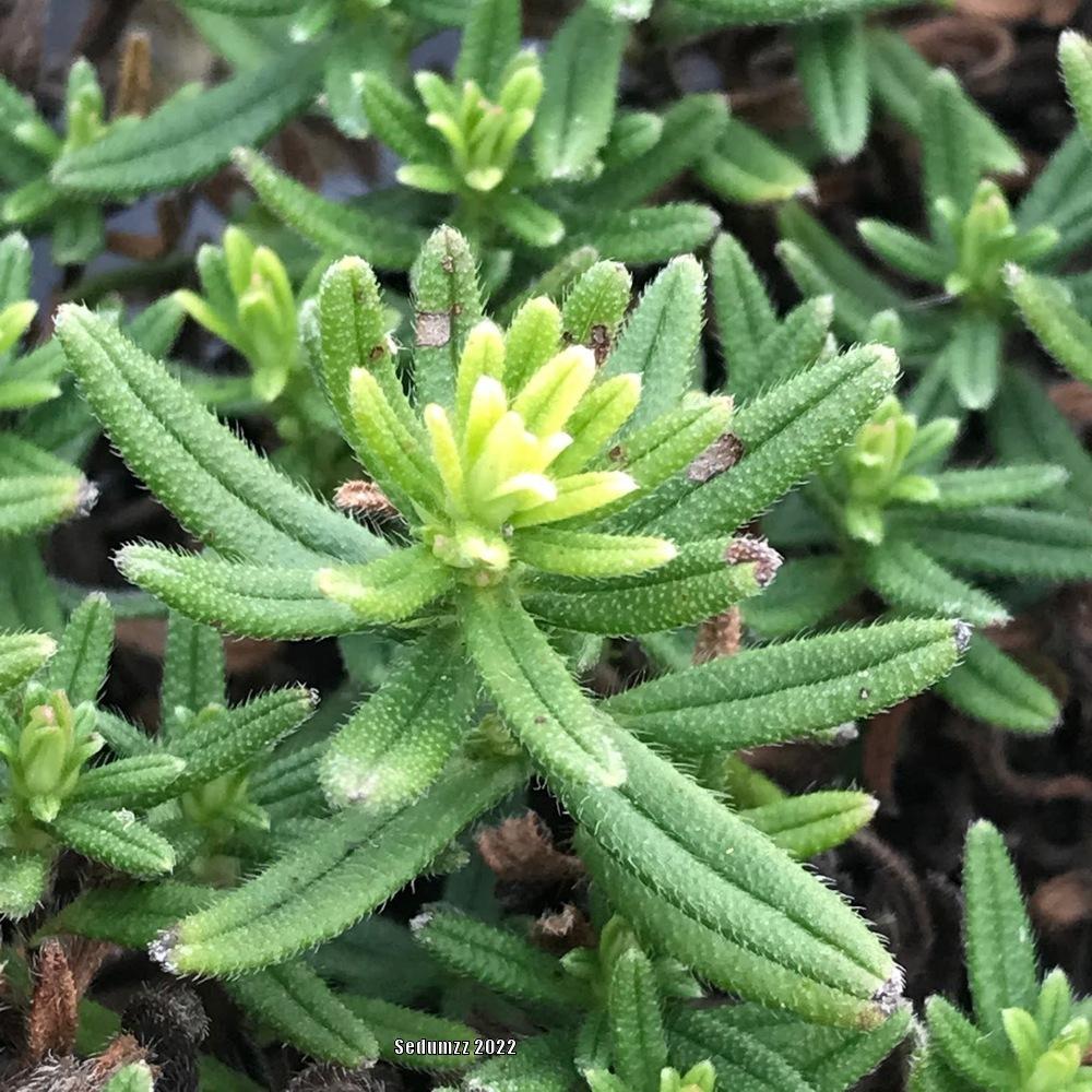 Photo of the leaves of Lithodora (Glandora prostrata 'Heavenly Blue ...