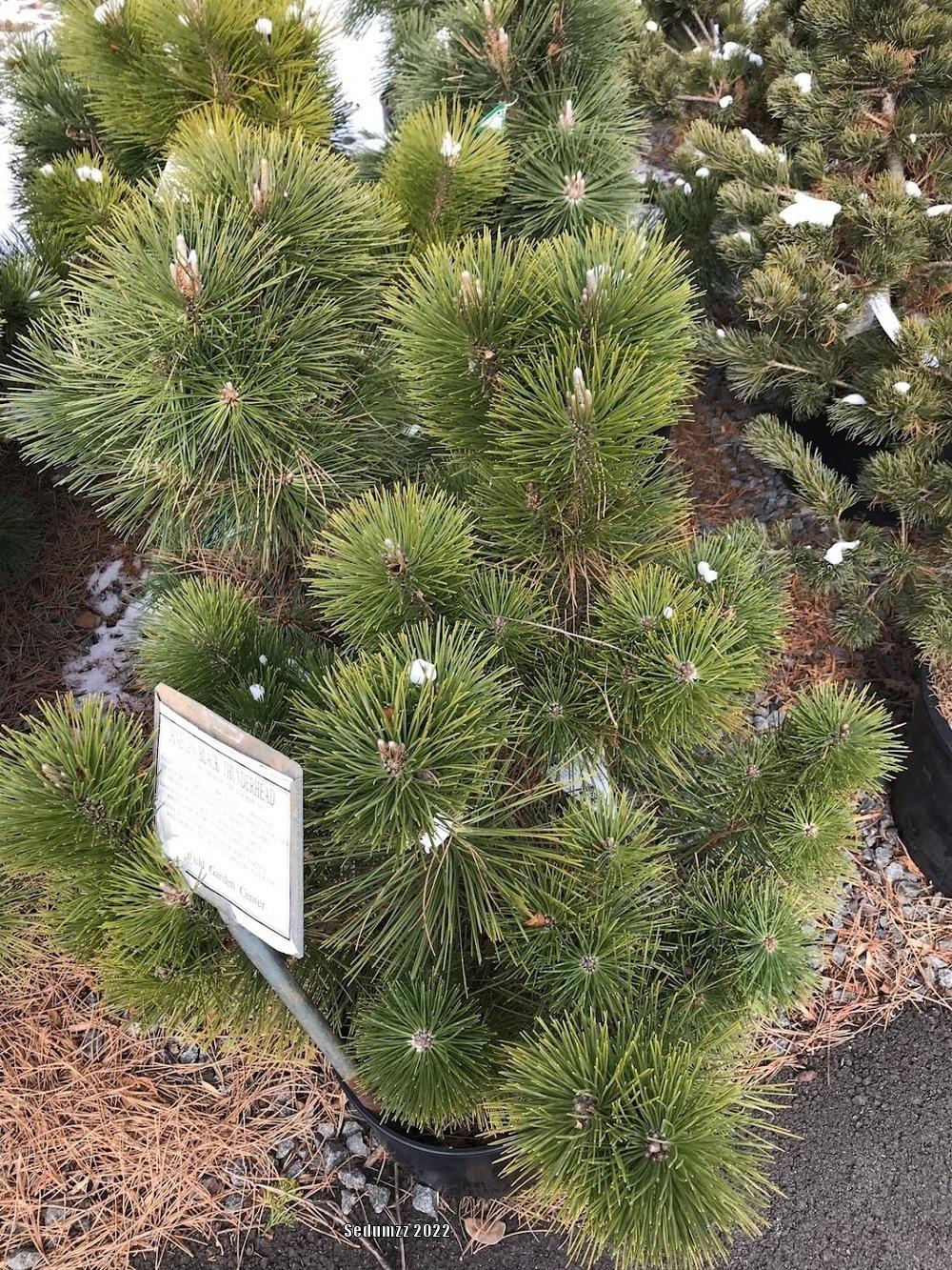 Photo of the entire plant of Japanese Black Pine (Pinus thunbergii ...