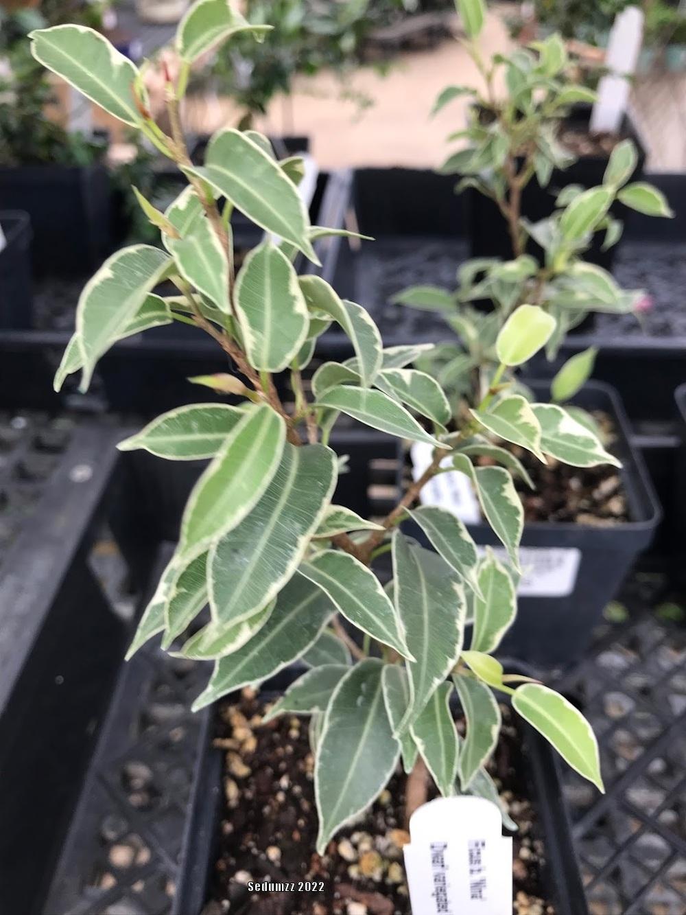 Weeping Fig (Ficus benjamina 'Nina') - Garden.org