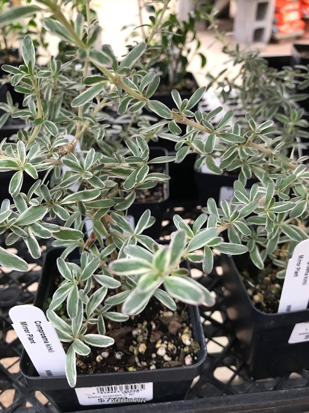 Photo of the entire plant of Dwarf Mirror Plant (Coprosma x kirkii ...