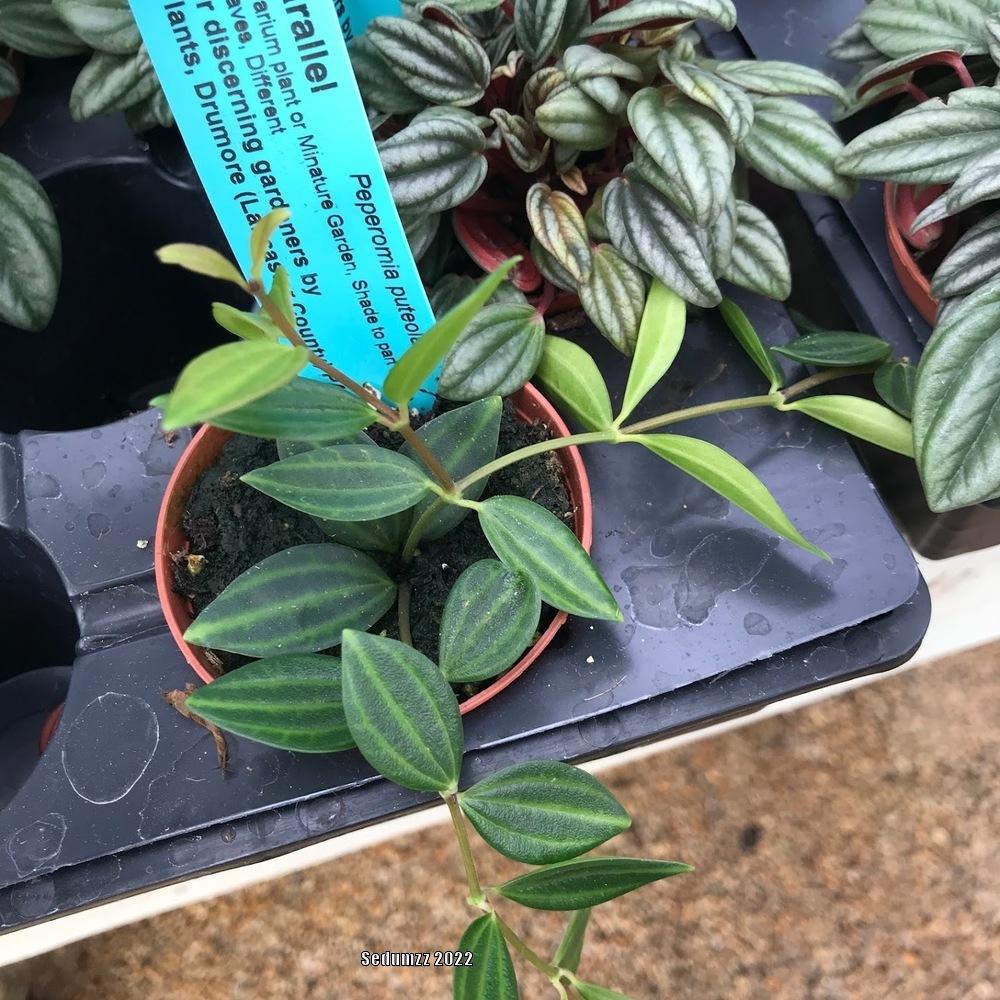 Photo of the entire plant of Parallel Peperomia (Peperomia tetragona ...