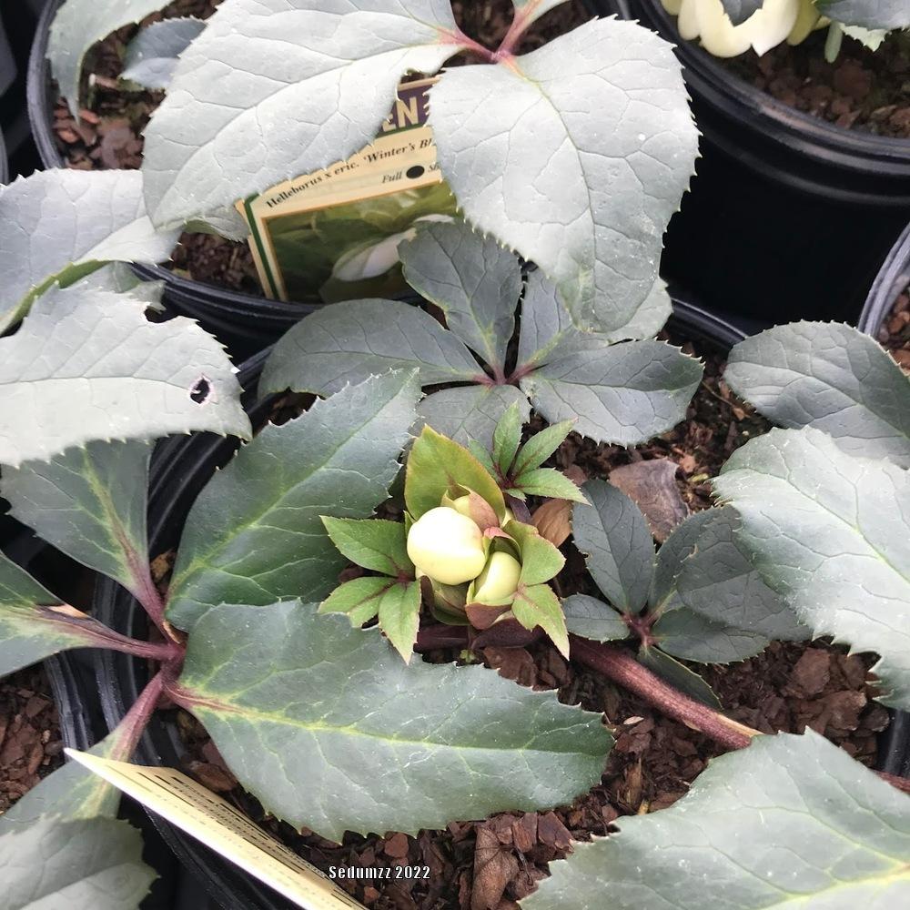 Photo of the entire plant of Hellebore (Helleborus Gold Collection ...