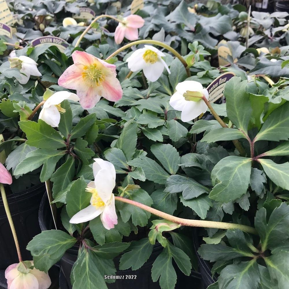 Photo of the entire plant of Hellebore (Helleborus Gold Collection ...