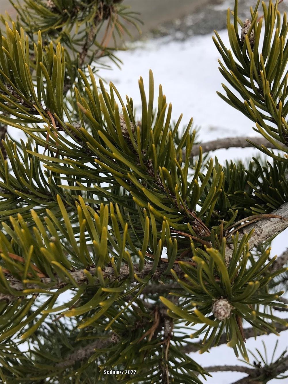 Jack Pine (Pinus banksiana 'Uncle Fogy') - Garden.org