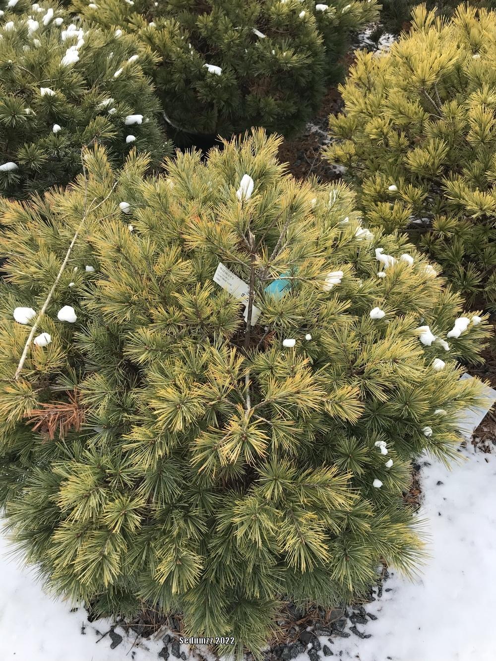 Eastern White Pine (Pinus strobus 'Blue Shag') - Garden.org