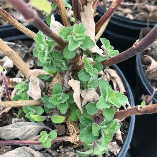 Bluebeard (Caryopteris incana Pavilion™ Pink) in the Bluebeards ...