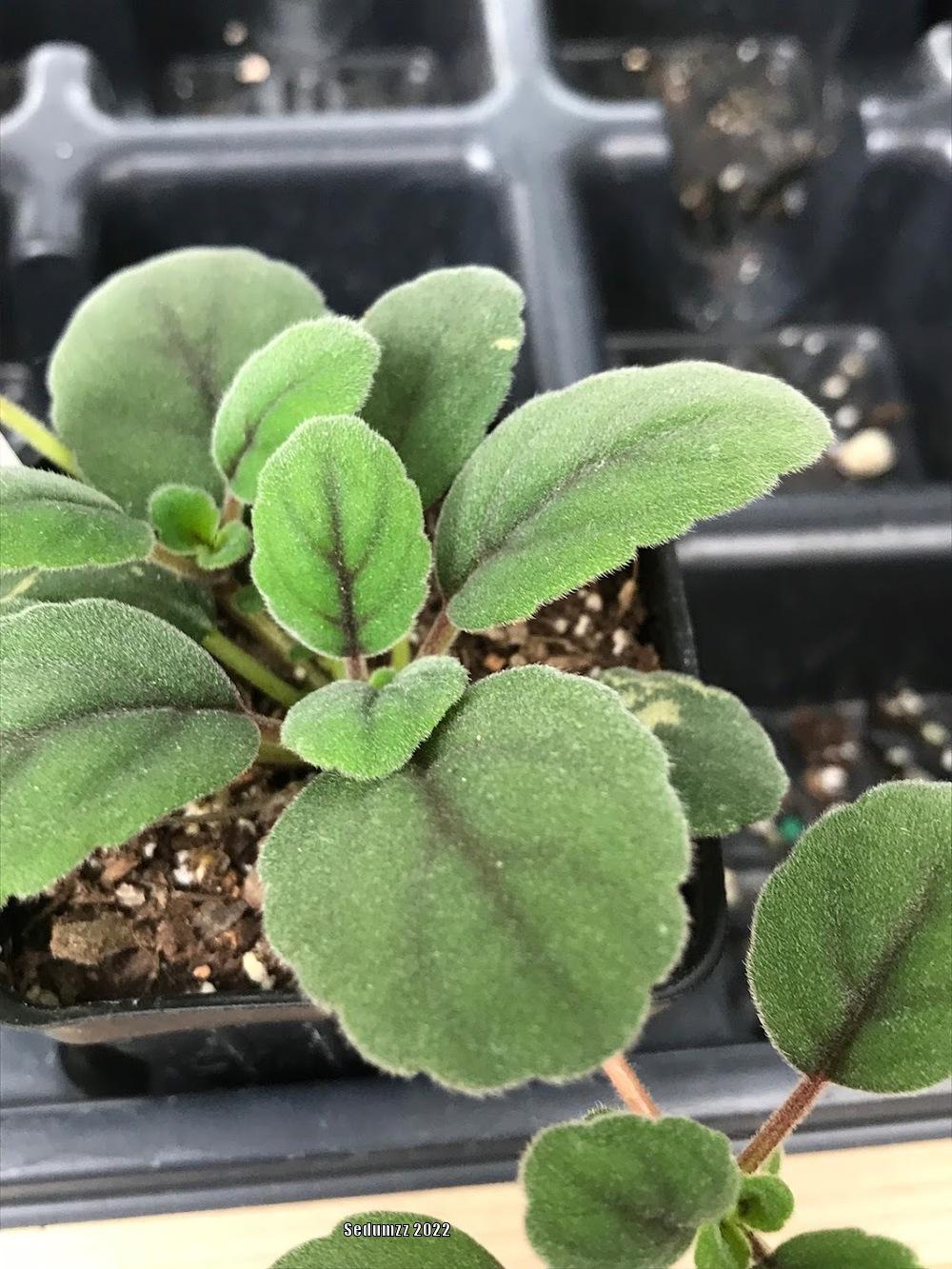 Lace Flower (Alsobia dianthiflora) - Garden.org