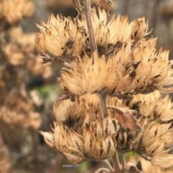 Bluebeard (Caryopteris incana Pavilion™ Pink) in the Bluebeards ...