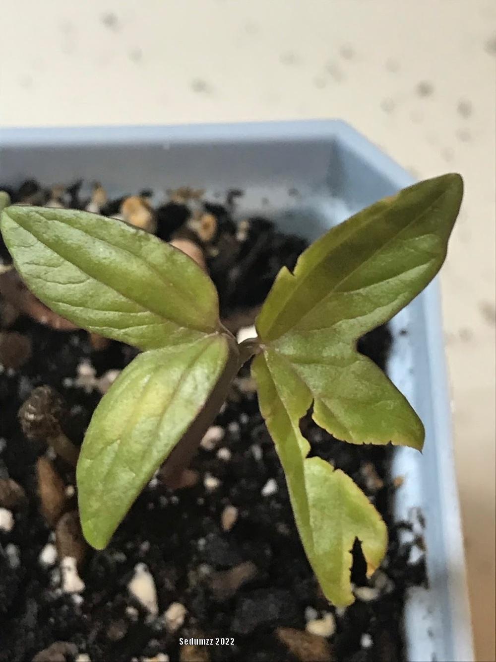 Photo of the seedling or young plant of Cardinal Climber (Ipomoea x ...