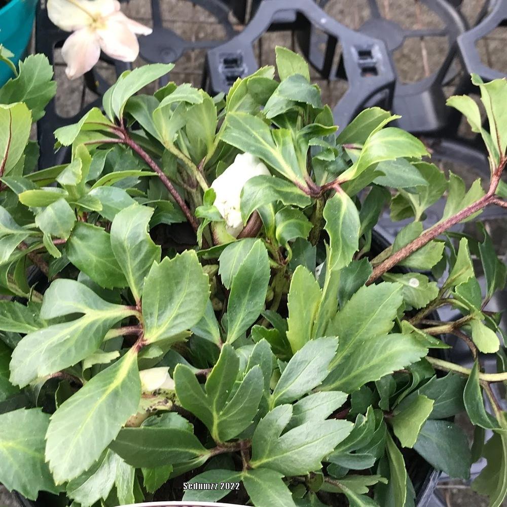 Photo of the entire plant of Hellebore (Helleborus niger Gold ...