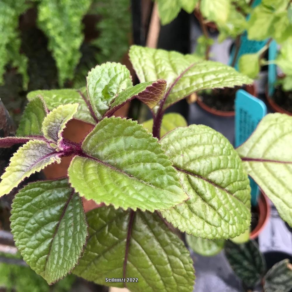 Photo of the entire plant of Purple Swedish Ivy (Plectranthus ...