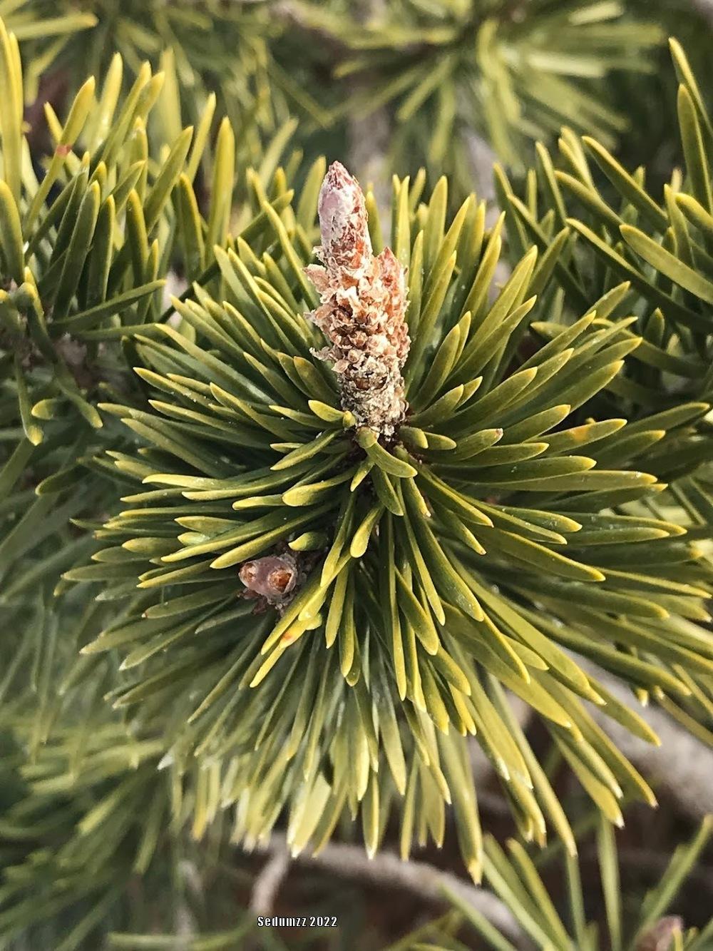 Photo of the leaves of Jack Pine (Pinus banksiana 'Al Johnson') posted by sedumzz - Garden.org