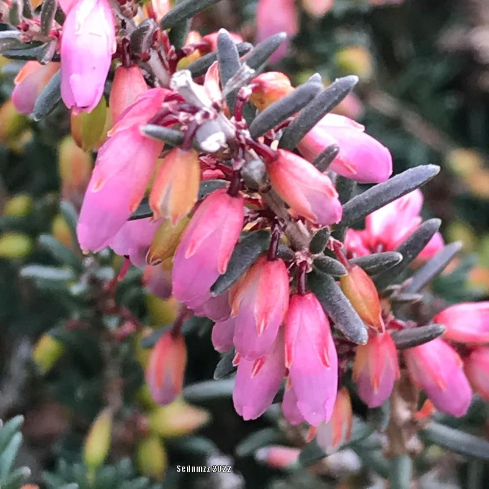 Irish Heath (Erica erigena 'Irish Dusk') - Garden.org