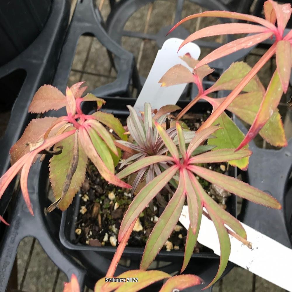 Photo of the entire plant of Hellebore (Helleborus foetidus 'Wester ...