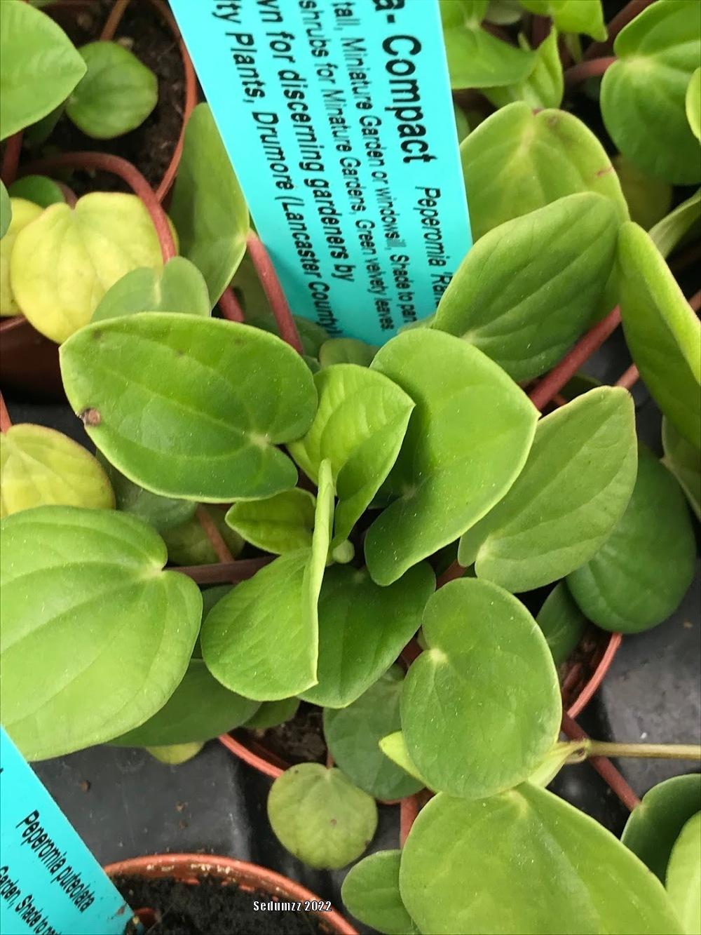 Peperomia 'Rana Verde' - Garden.org