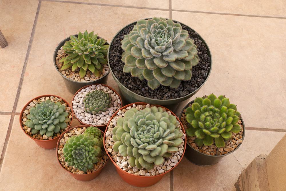 Mexican Firecracker (Echeveria setosa) in the Echeverias Database - Garden.org