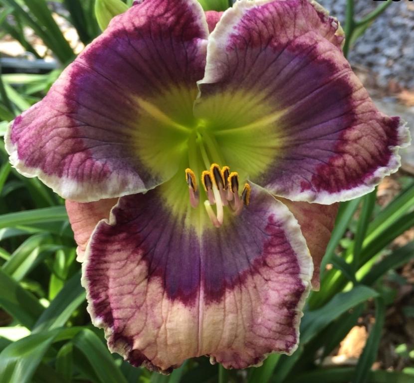 Daylily (Hemerocallis 'Ocean Lotus') in the Daylilies Database - Garden.org