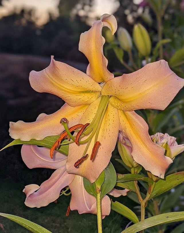 Photo of the bloom of Lily (Lilium 'Elusive') posted by Joy - Garden.org