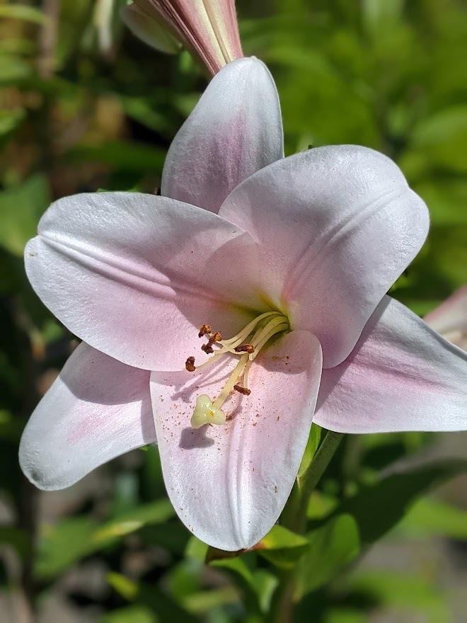 Photo of the bloom of Lily (Lilium 'Cali') posted by Joy - Garden.org