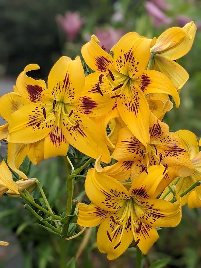 Photo of the bloom of Lily (Lilium 'Yellow Bruse') posted by Joy ...