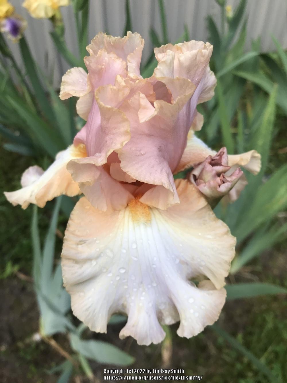 Photo of the bloom of Tall Bearded Iris (Iris 'Designer Gown') posted ...