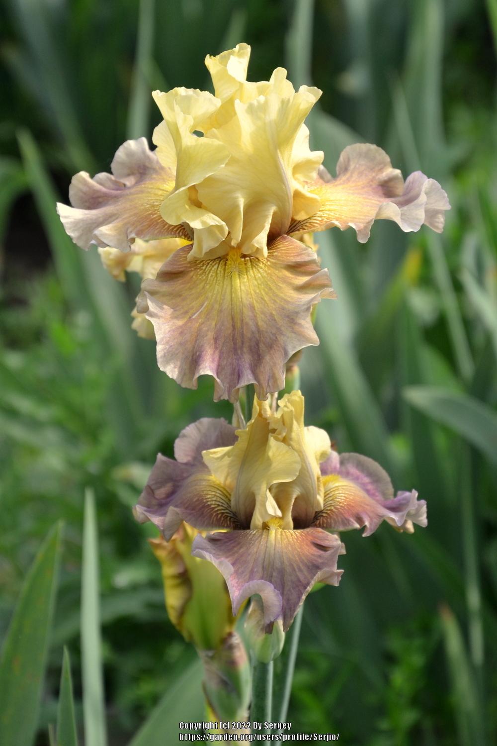 Photo of the bloom of Tall Bearded Iris (Iris 'Misty Ridge') posted by ...