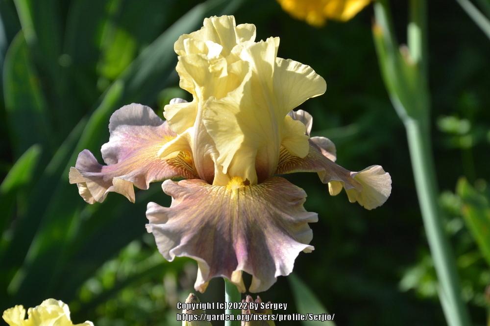 Photo of the bloom of Tall Bearded Iris (Iris 'Misty Ridge') posted by ...