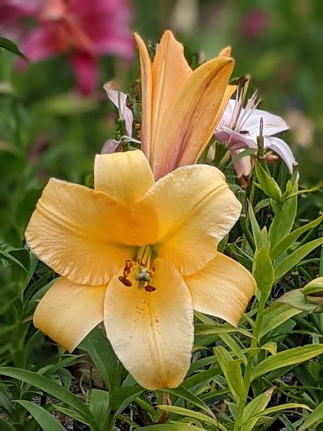 Photo of the bloom of Lily (Lilium 'Saltarello') posted by Joy - Garden.org