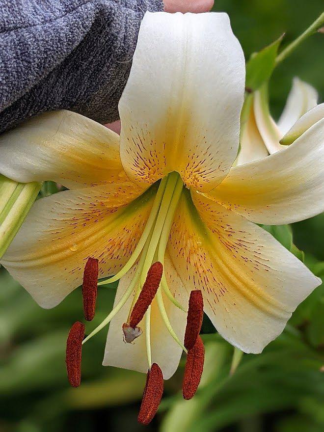 Photo of the bloom of Lily (Lilium 'Mister Cas') posted by Joy - Garden.org