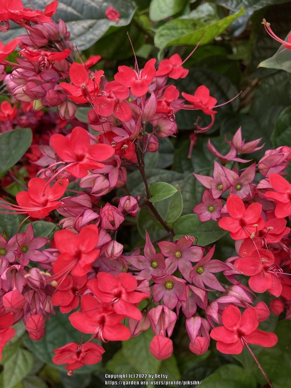 Bleeding Heart Vine (Clerodendrum thomsoniae 'Delectum') - Garden.org