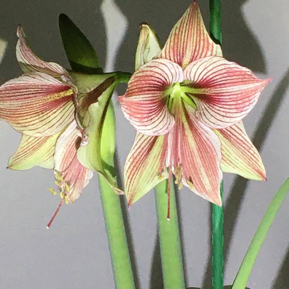 Photo of the bloom of Amaryllis (Hippeastrum 'Exotic Star') posted by ...