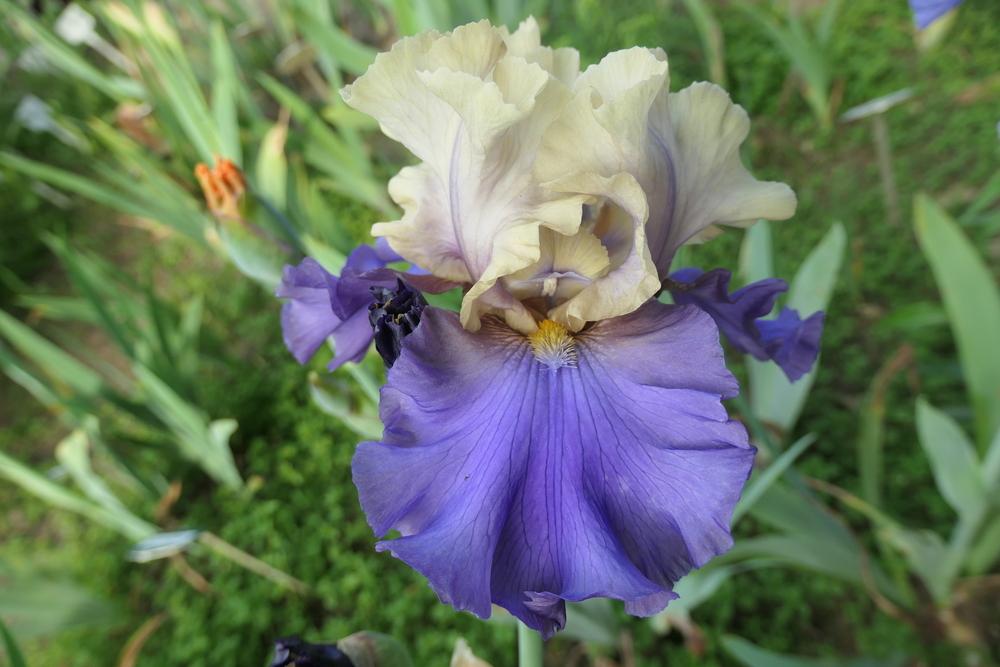 Photo of the bloom of Iris 'Recurring Delight' posted by Caruso ...