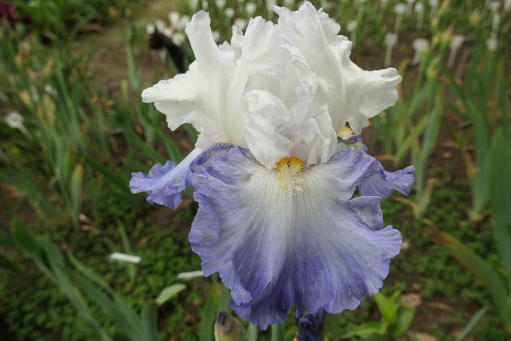 Photo of the bloom of Tall Bearded Iris (Iris 'Alizés') posted by Caruso - Garden.org