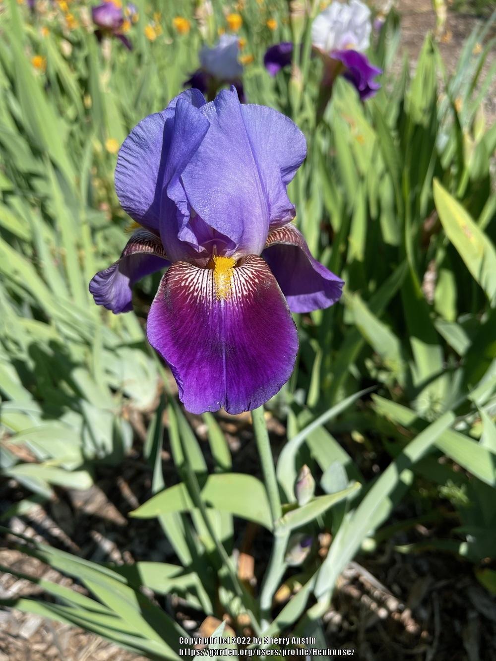 Photo of the bloom of Tall Bearded Iris (Iris 'Valor') posted by Henhouse - Garden.org