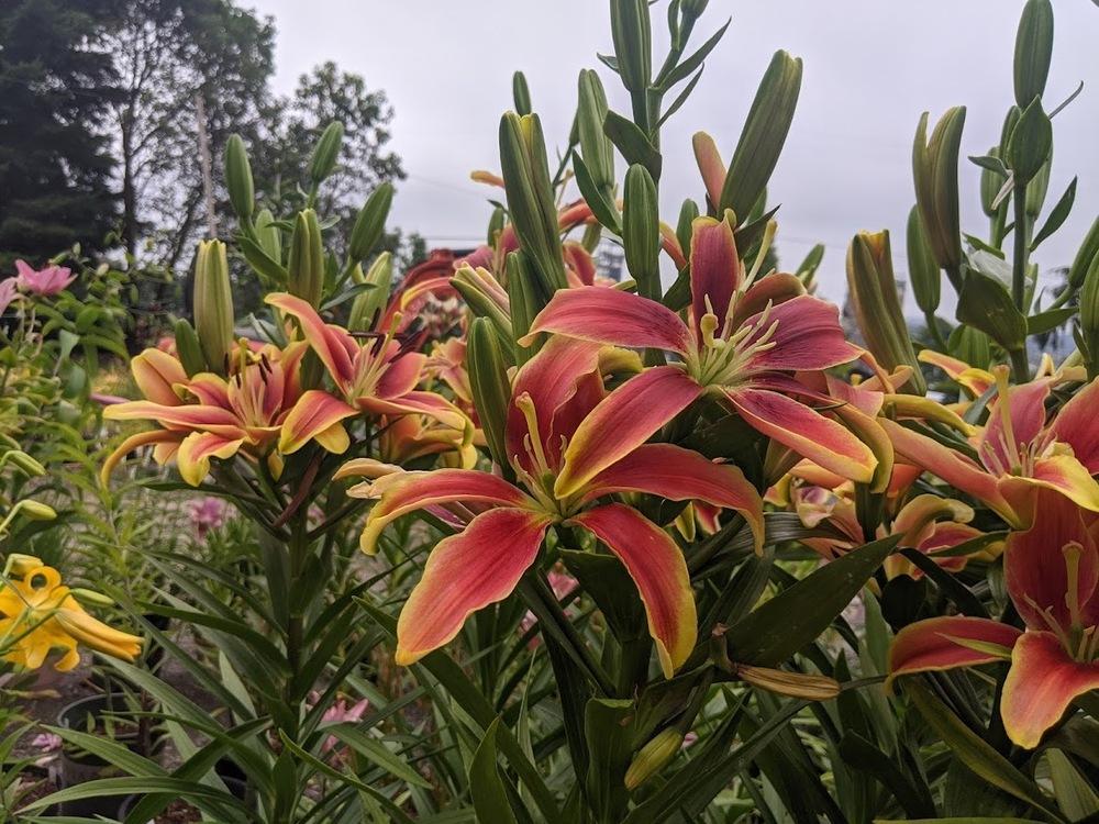 Photo of the entire plant of Lily (Lilium 'Avalon Sunset') posted by ...