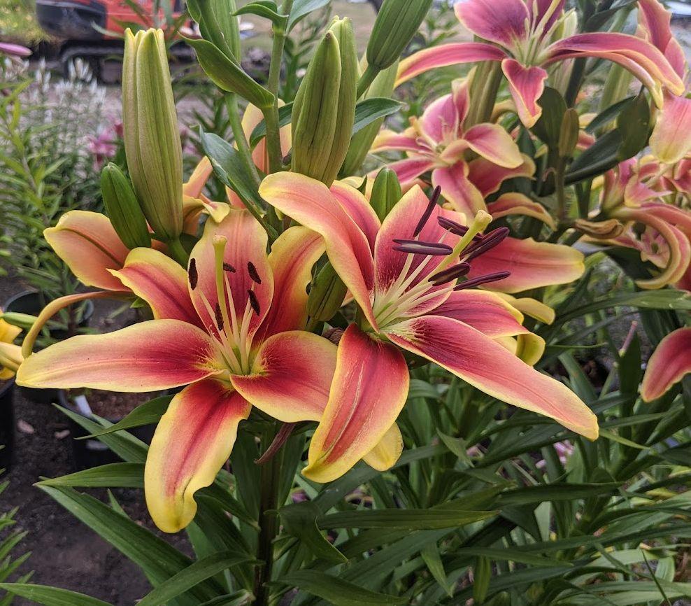 Photo of the bloom of Lily (Lilium 'Avalon Sunset') posted by Joy ...