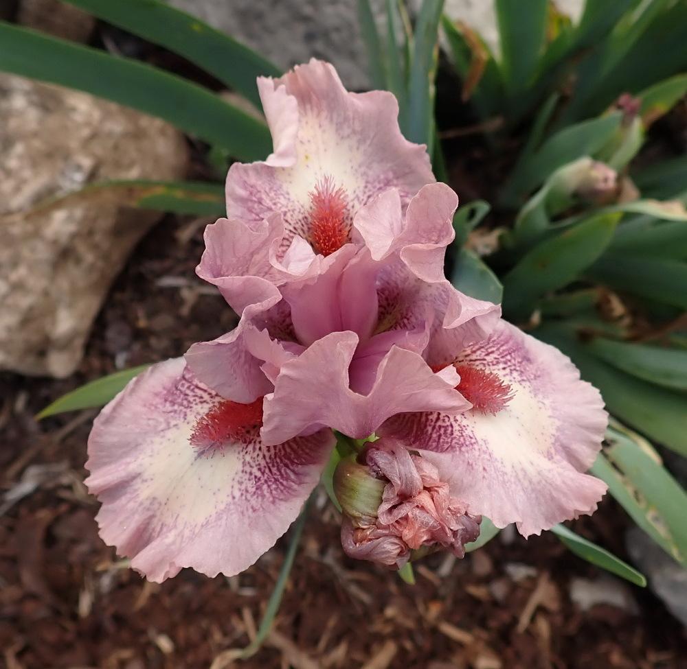 Photo of the bloom of Standard Dwarf Bearded Iris (Iris 'Raspberry Ice ...